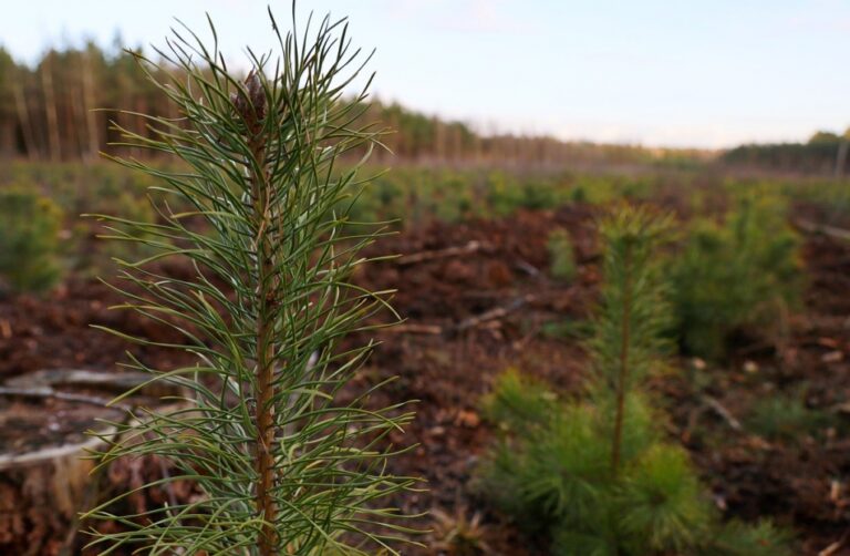 Zasady i rezultaty kontroli przez PIORiN nad materiałem szkółkarskim ...